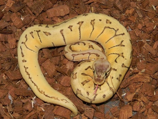 22 Super Orange Dream Lemonblast Ball Python by Mark Petros Reptiles - MorphMarket