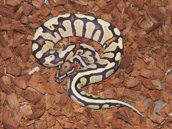 Orange Dream Fire `22 Ball Python by Mark Petros Reptiles
