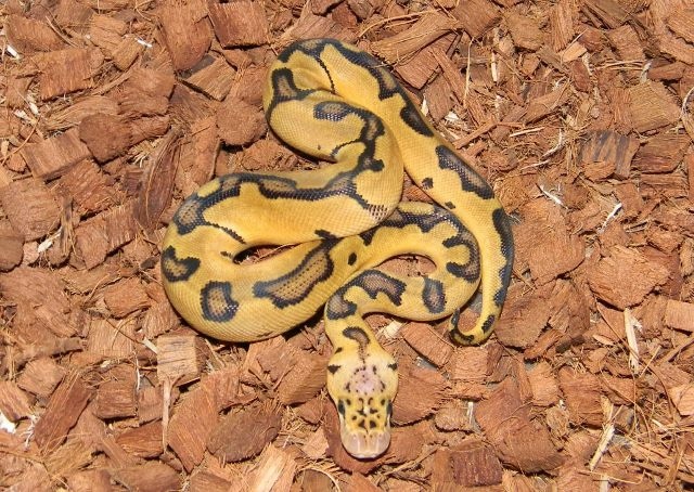 23 Pastel Enchi Clown Ball Python by Mark Petros Reptiles - MorphMarket
