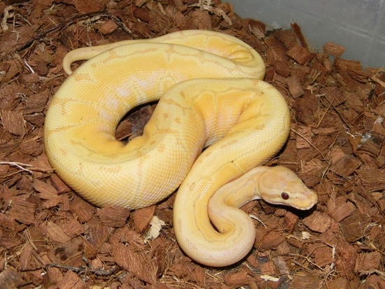 Banana LemonBlast Fire Ball Python by Mark Petros Reptiles