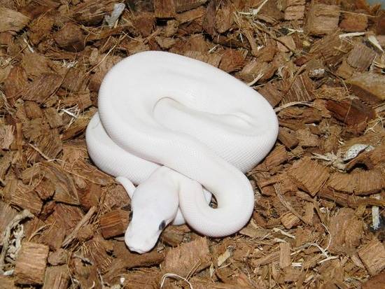 23 Blue Eye Lucy Ball Python by Mark Petros Reptiles