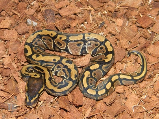 Het Tri Stripe Ball Python by Mark Petros Reptiles
