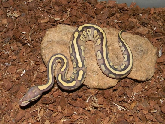 23 Lesser Fire Ball Python by Mark Petros Reptiles
