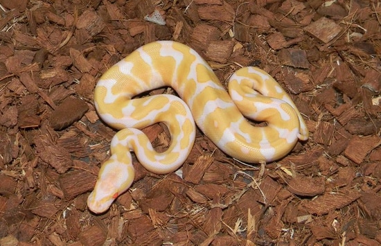 Albino Enchi Ball Python by Mark Petros Reptiles