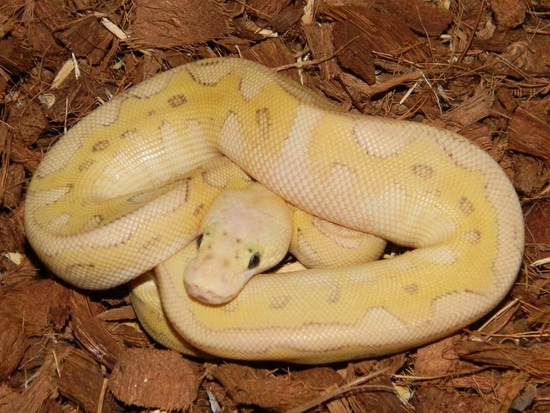 23 Xtreme Gene Butter Pastel Clown Pos Het Tri Stripe Ball Python by ...