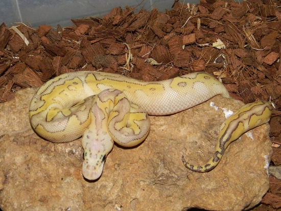 Pastel Butter Clown Pos Het Tri Stripe Ball Python by Mark Petros Reptiles