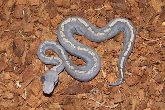 GHI Mojave Hypo/Ghost Ball Python by Mark Petros Reptiles