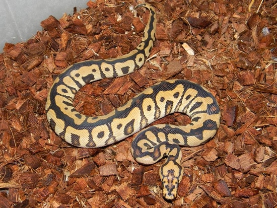 Orange Dream Spotnose Clown Ball Python by Mark Petros Reptiles