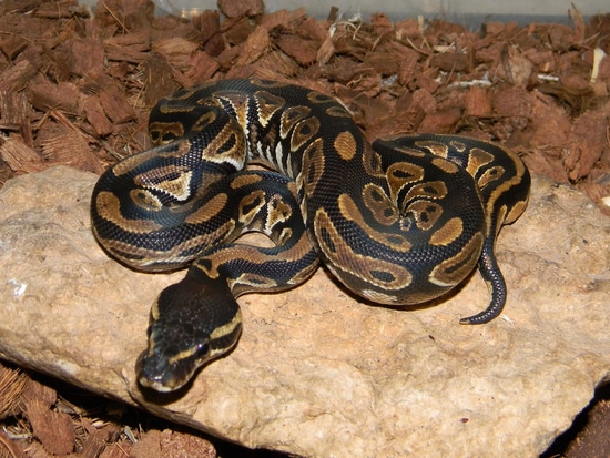 Blackhead Double Het Dreamsicle Ball Python by Mark Petros Reptiles
