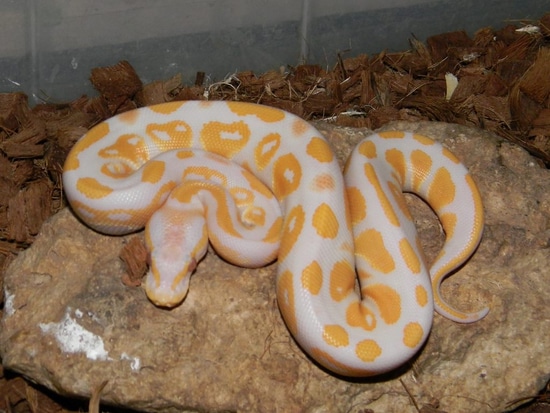 Lavender Albino Black Head PH Piebald Ball Python by Mark Petros Reptiles