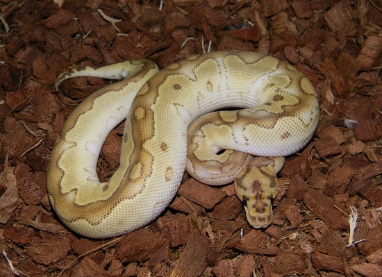 X-treme Gene Lesser Clown PH Tri Ball Python by Mark Petros Reptiles