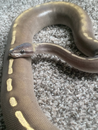 Ghi Mojave Cinnamon Ball Python by Mark Petros Reptiles