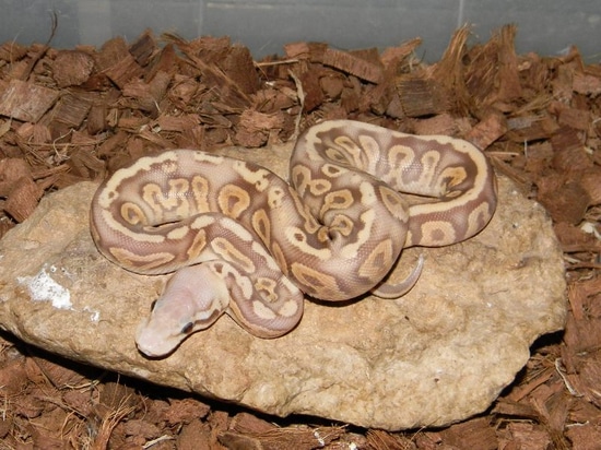 Black Pewter Ultramel Ball Python by Mark Petros Reptiles