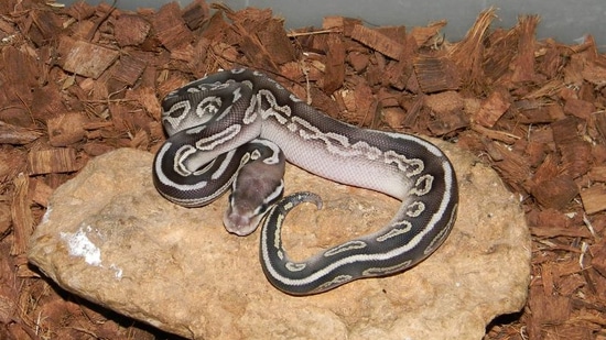 Black Pewter Mojave Het Clown Ball Python by Mark Petros Reptiles