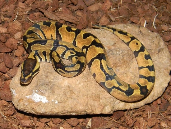Enchi DH Hypo Tri-Stripe Ball Python by Mark Petros Reptiles