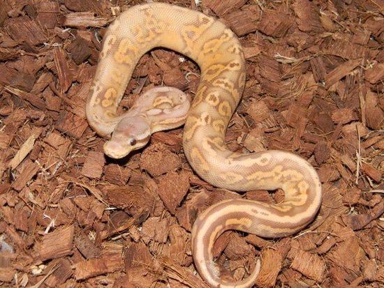 Ultramel Black Pewter Ball Python by Mark Petros Reptiles
