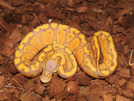 Ultramel Red Stripe Yellow Belly Pastel Ball Python by Mark Petros Reptiles