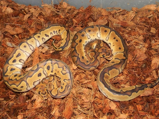 Clowns .2 Ball Python by Mark Petros Reptiles
