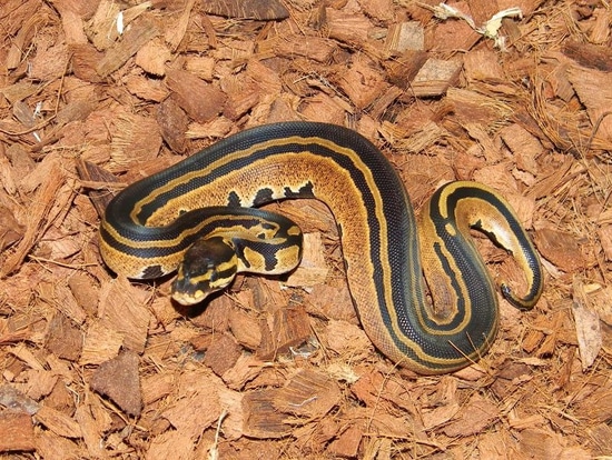 25 Tri Stripe Ball Python by Mark Petros Reptiles