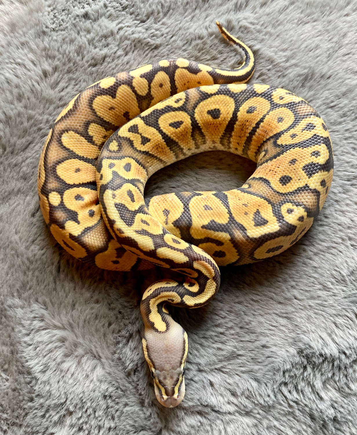 Pastel Orange Ghost Ball Python by Raven Reptilia - MorphMarket