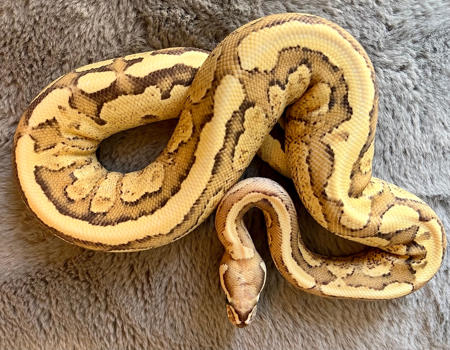 Vanilla Enchi Fire Ball Python by Raven Reptilia - MorphMarket