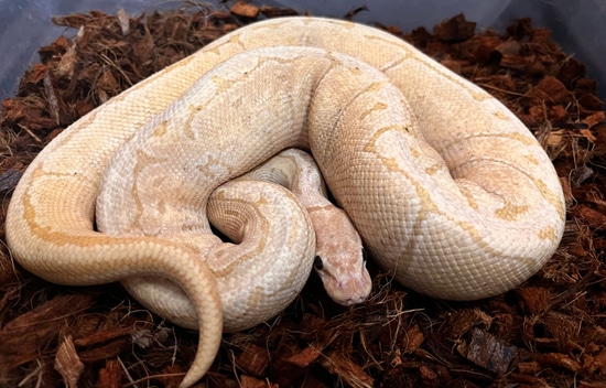 2021 Banana Pinstripe RTB Ball Python by Mark’s Morphs