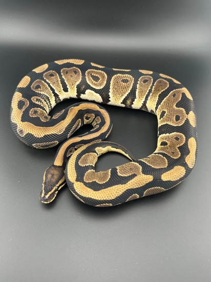 (RTB) Dbl Het Clown Pied Ball Python by Mark’s Morphs