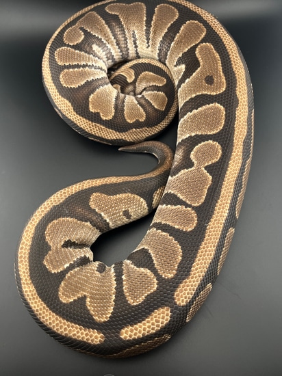 Dinker Ball Python by Mark’s Morphs