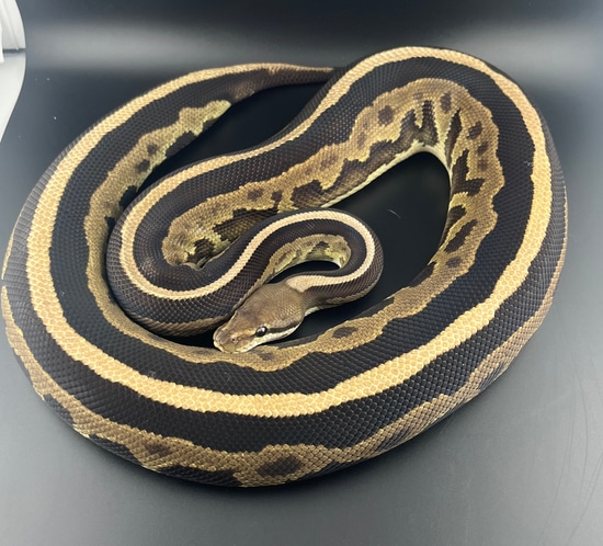 Black Pastel Leopard Specter/Yb Ball Python by Mark’s Morphs