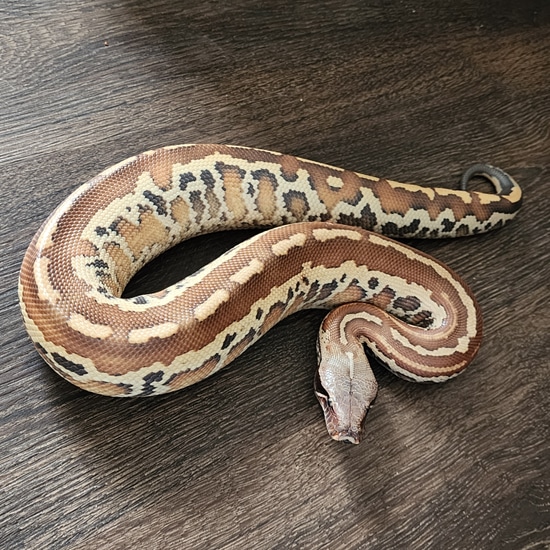 Matrix Blood Python by TurtleInfestedWaters