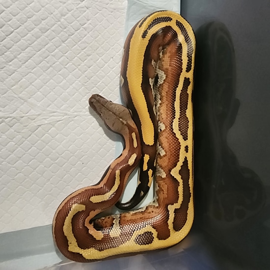 23 Genetic Stripe Slackline Lvl 2 Het Hypo Blood Python by ...