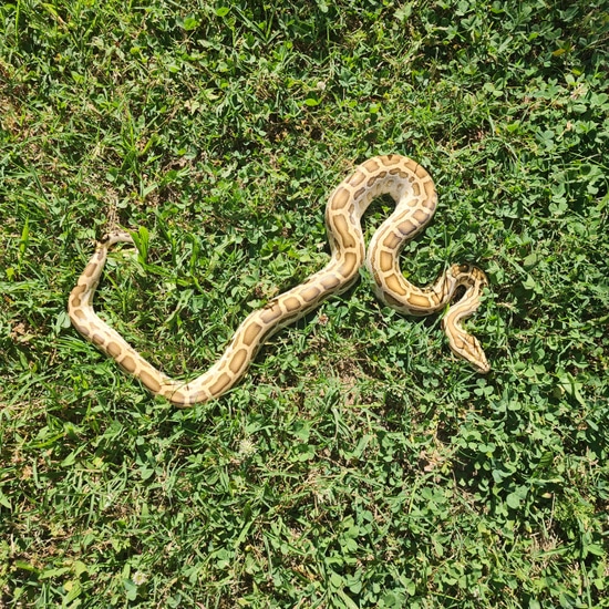 Hypo Burmese Python by TurtleInfestedWaters