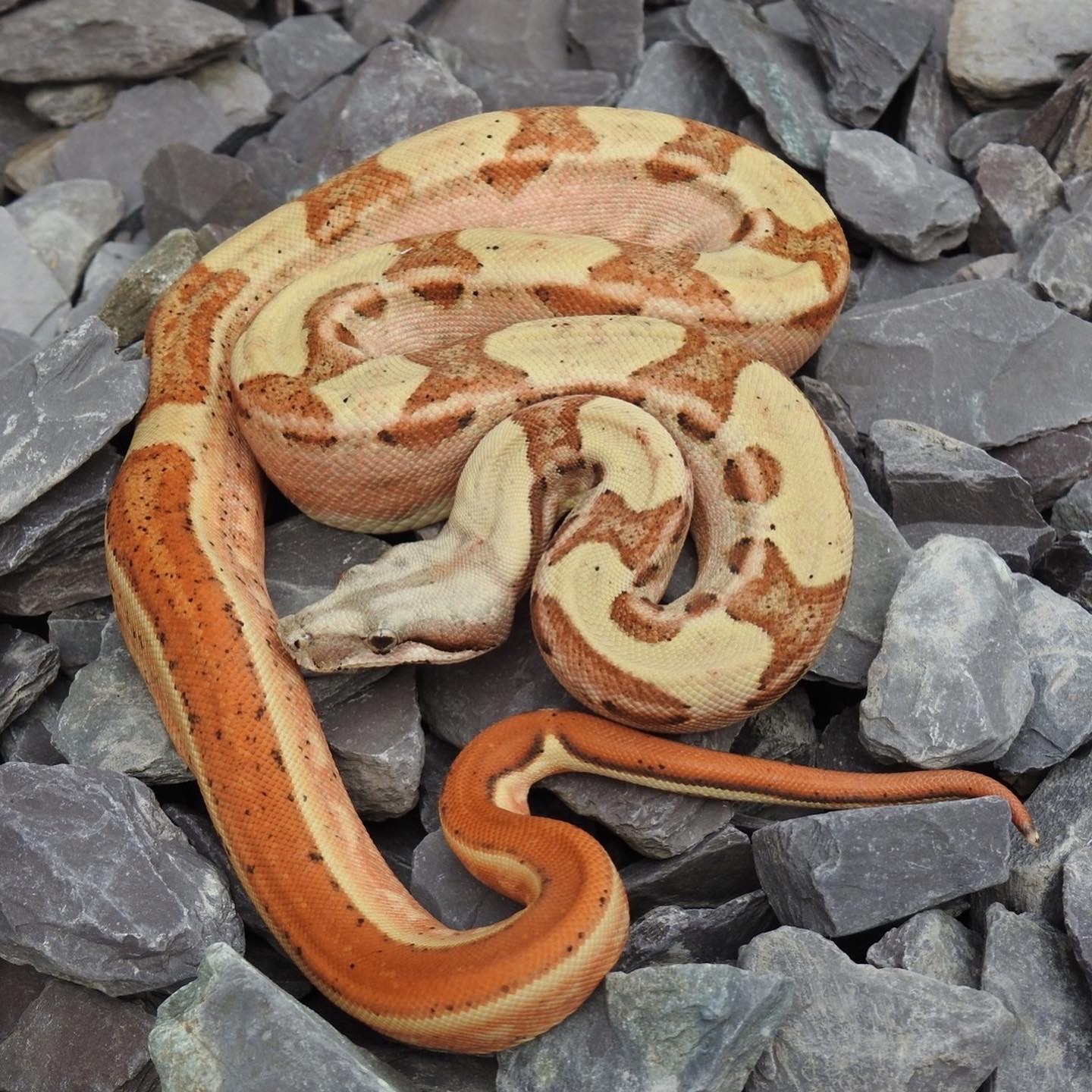 Hypo Jungle Motley Het VPI Boa Constrictor by Marks Constricting Morphs ...