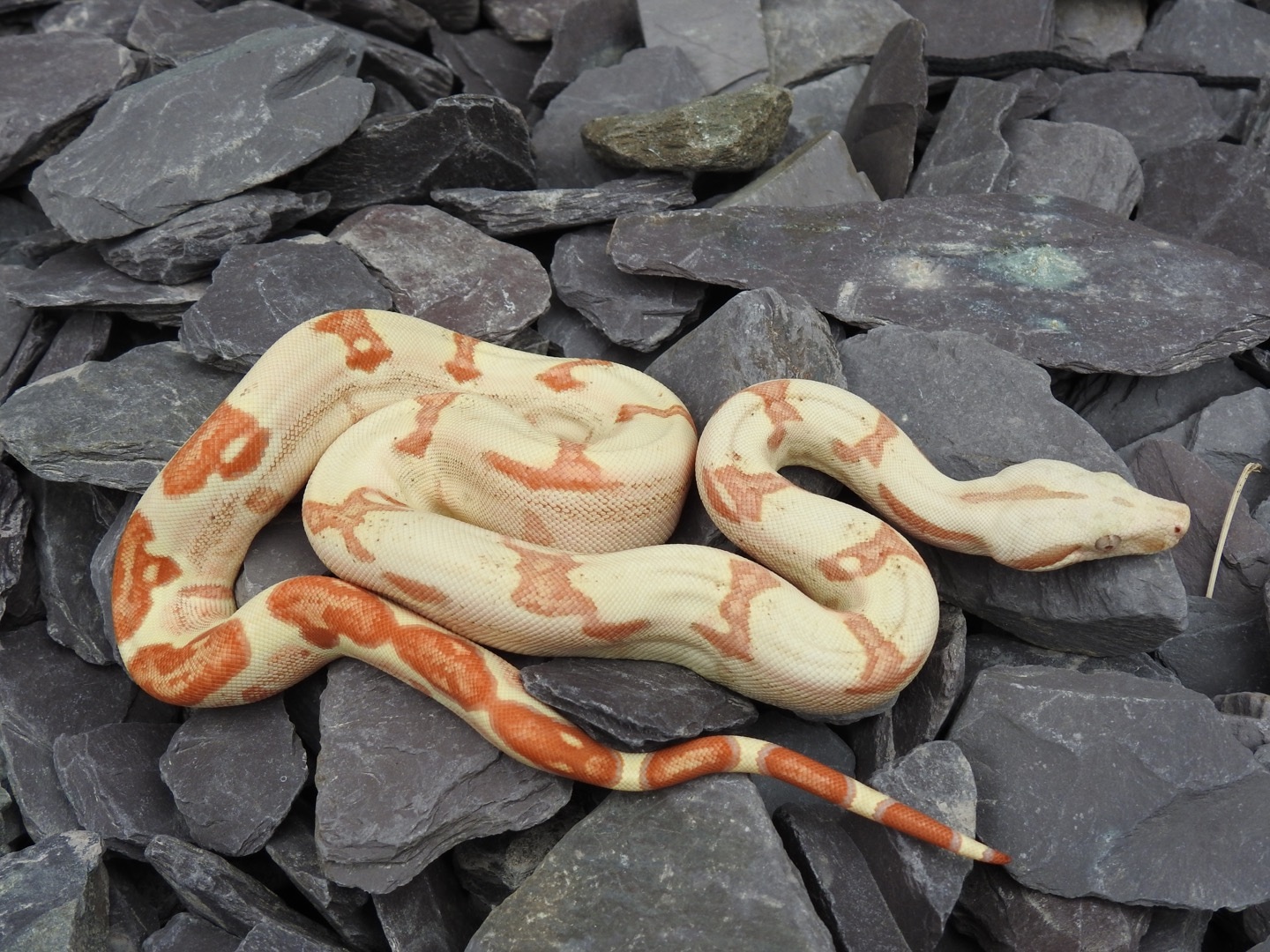 VPI Sunglow Boa Constrictor by Marks Constricting Morphs - MorphMarket
