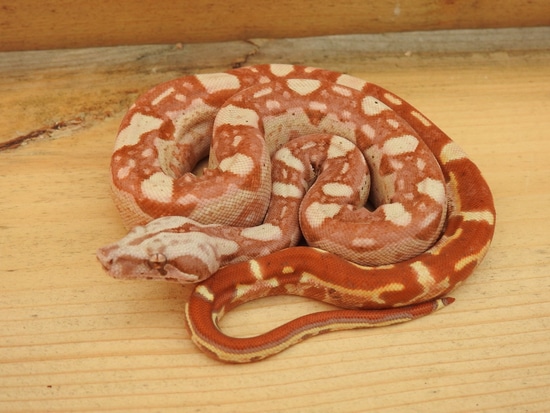 VPI Sunglow Aztec Boa Constrictor by Marks Constricting Morphs