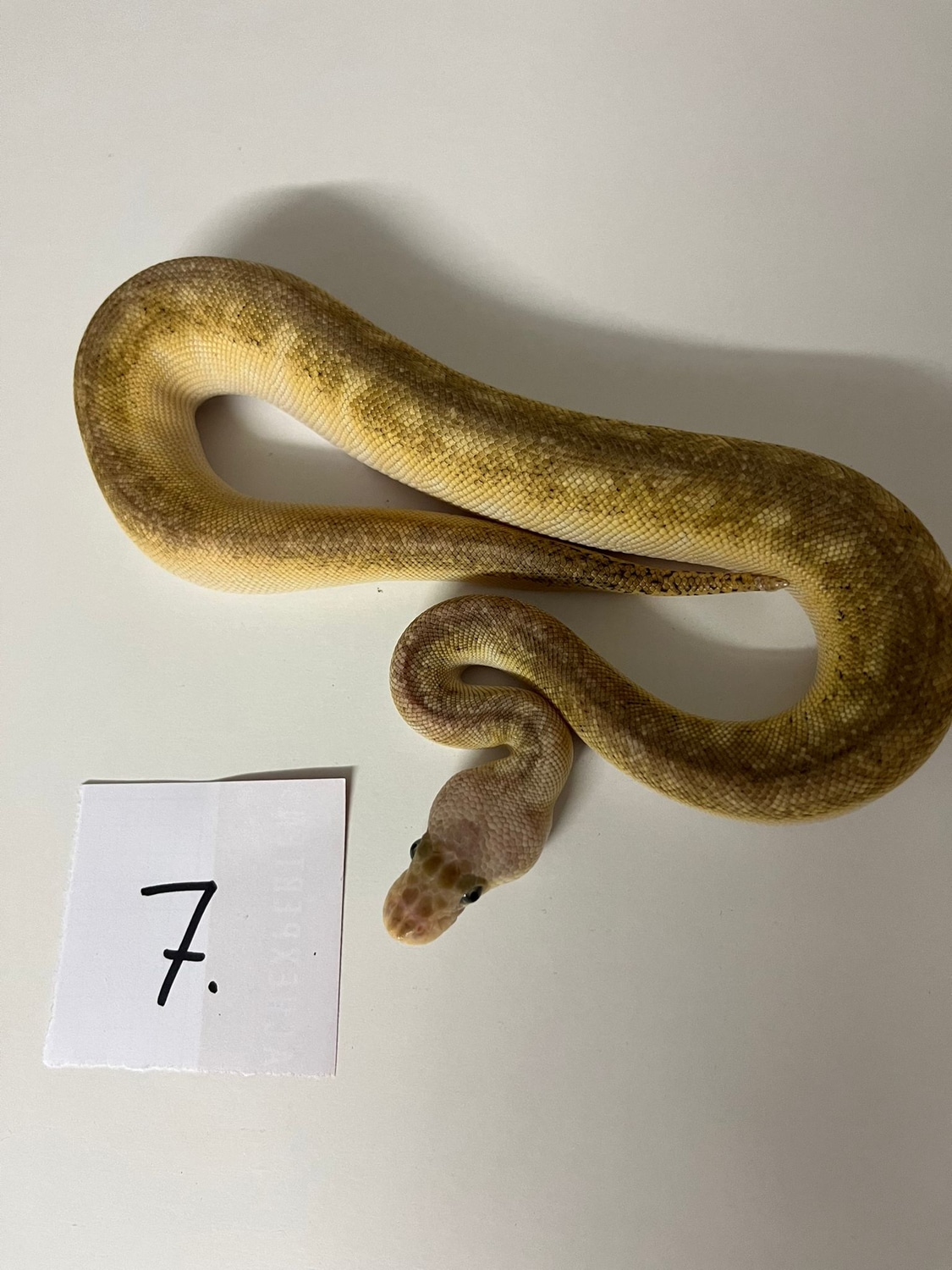 Lemonblast Bongo Clown Ball Python by Markus Albrecht - MorphMarket