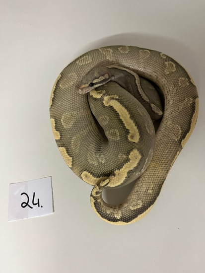 GHI Phantom Vanilla Yellow Belly 66%het Ghost Ball Python by Markus ...