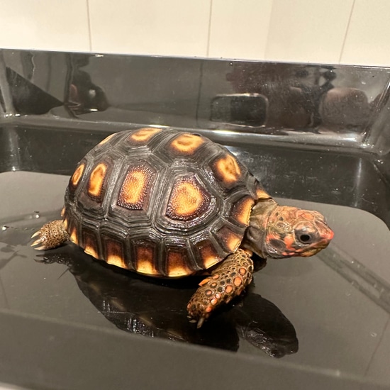Brazilian Cherry Head Red-Footed Tortoise by Sparky’s Reptile Realm