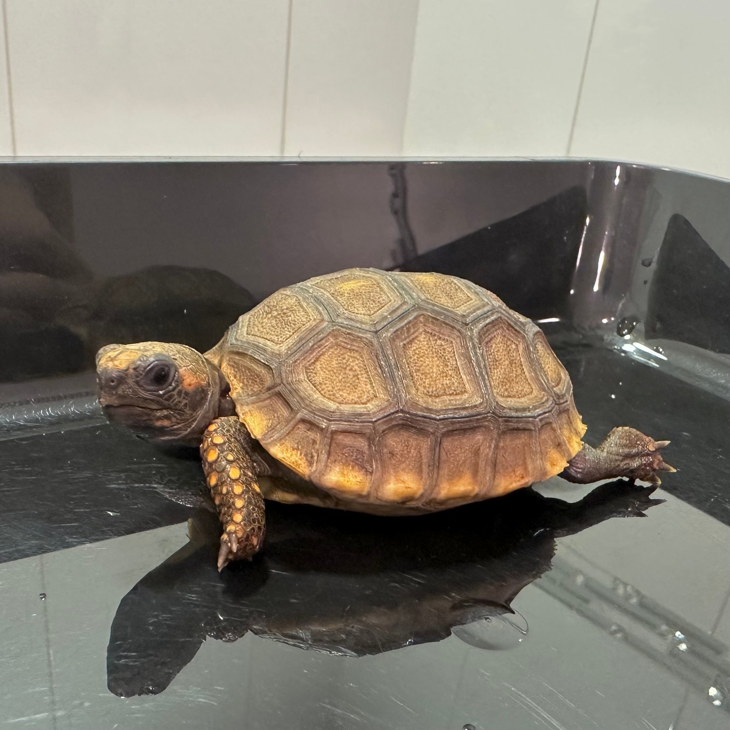 Yellow Foot Cb 2022 Yellow-Footed Tortoise by Sparky’s Reptile Realm ...