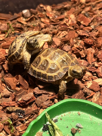 Russian Cb Russian Tortoise by Sparky’s Reptile Realm