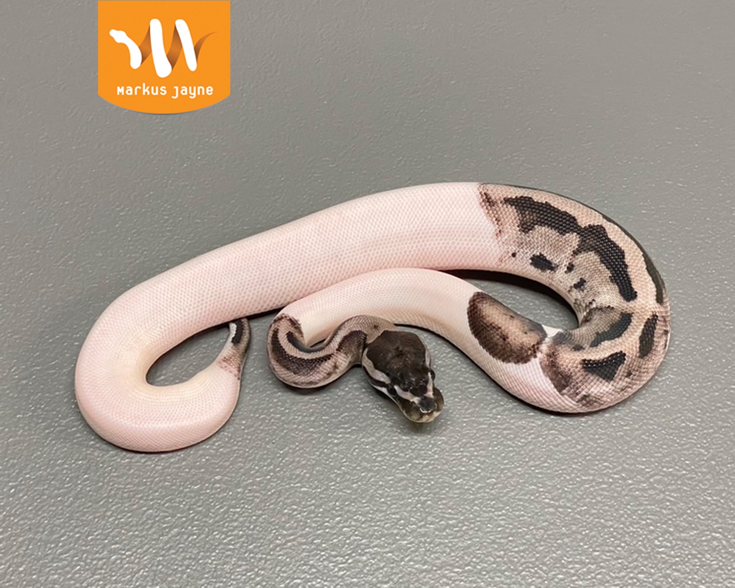 Axanthic (MJ) Piebald Ball Python by Markus Jayne Ball Pythons ...