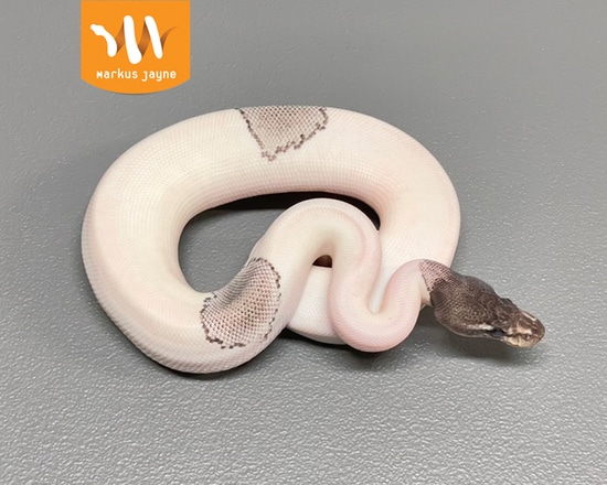 Axanthic (MJ) Piebald Mojave Ball Python by Markus Jayne Ball Pythons