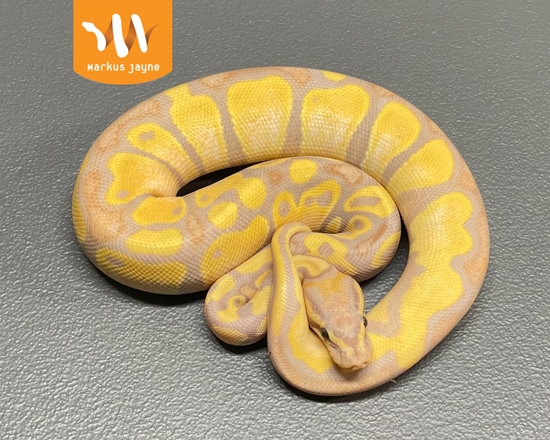Banana Het Piebald Ball Python by Markus Jayne Ball Pythons