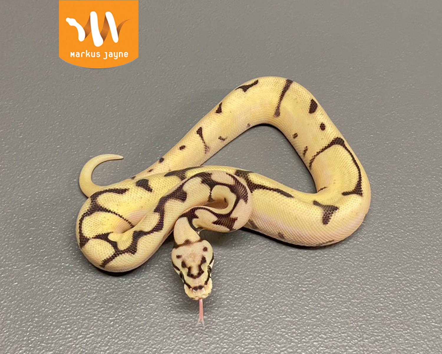 Bumble Bee Fire DH Axanthic (MJ) Piebald Ball Python by Markus Jayne ...