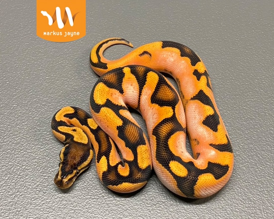 Super Orange Dream Calico Fire Ball Python by Markus Jayne Ball Pythons