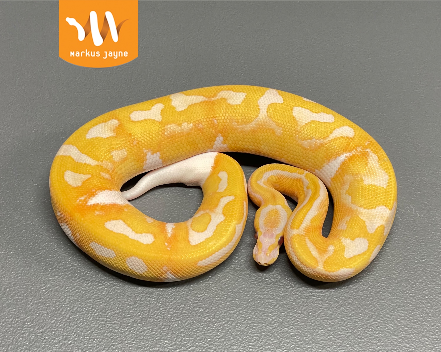 Lavender Piebald Ball Python by Markus Jayne Ball Pythons - MorphMarket
