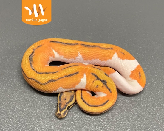 Super Orange Dream Piebald Ghost Ball Python by Markus Jayne Ball Pythons