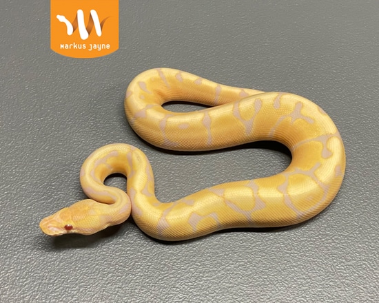 Toffee/Candy Woma Ball Python by Markus Jayne Ball Pythons