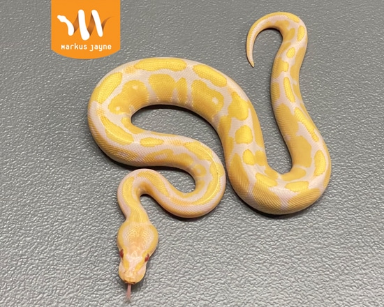 Toffee Ball Python by Markus Jayne Ball Pythons