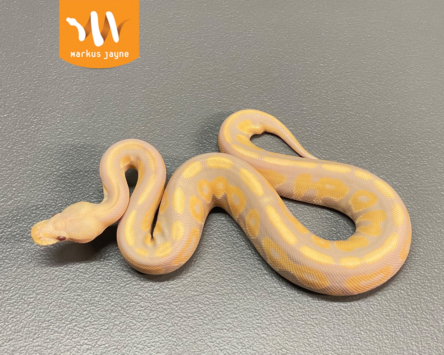 Toffee/Candy Cinnamon Ball Python by Markus Jayne Ball Pythons ...